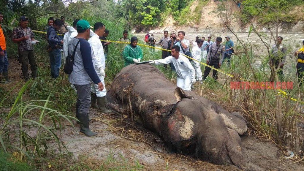 BKSDA Aceh Selidiki Penyebab Kematian Gajah